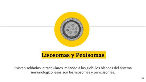 Resúmenes De Procesos Lisosomales Descarga Apuntes De Procesos