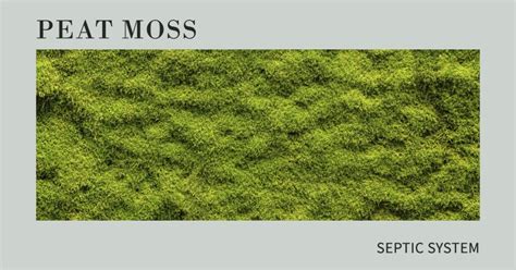 Find Out The Complete Pros And Cons Of Using Peat Moss In Your Septic System In 2023 Agritech