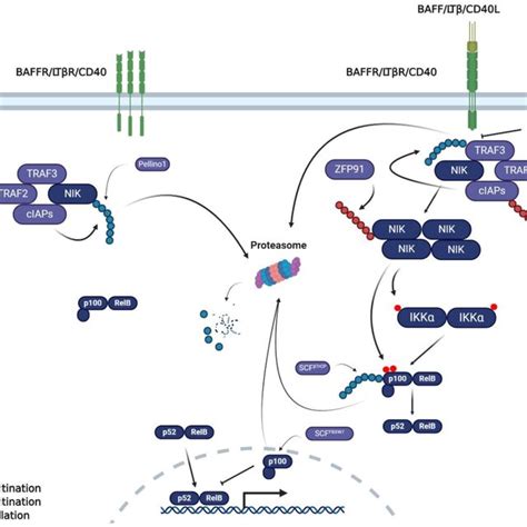 The Non Canonical Nfκb Signalling Pathway And The Role Of Download