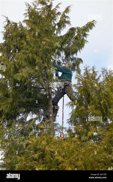 Tree Trimmer In Cypress Tree With Saw In Hand And Safety Harness And Ropes Stock Photo Alamy