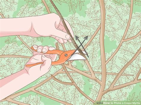 3 Ways To Prune A Crepe Myrtle Wikihow