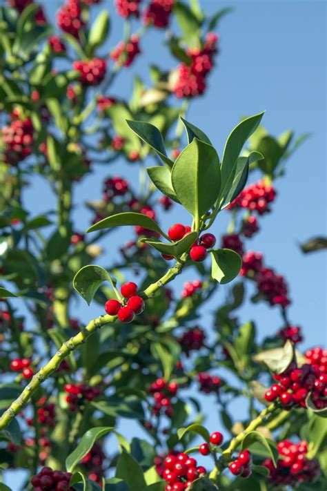 Plants For Cold Weather Containers Artofit