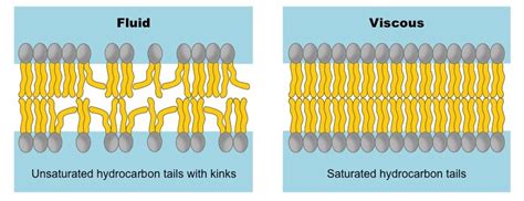 Membrane Fluidity Bioninja