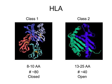 PPT HLA PowerPoint Presentation Free Download ID 4273505