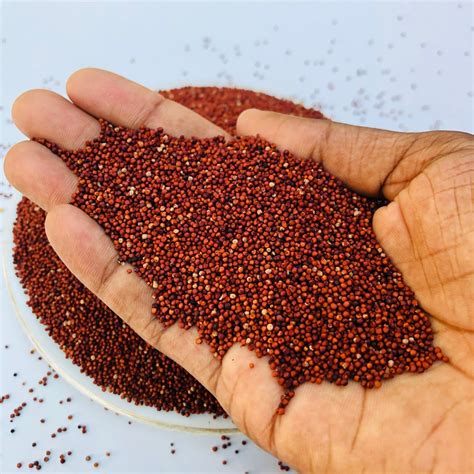 Finger Millet Seed
