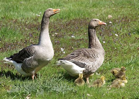 Pommerngans Wikipedia