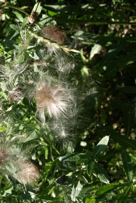 Canada Thistle The Morton Arboretum