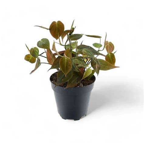 Philodendron Micans Foliage Factory