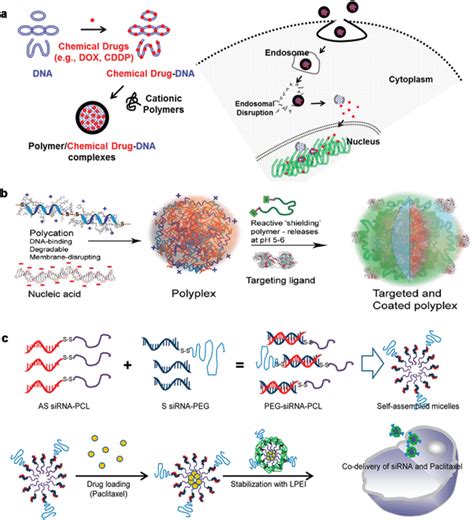 The Interaction Of Nucleic Acids To Chemical Molecules And Polymers A