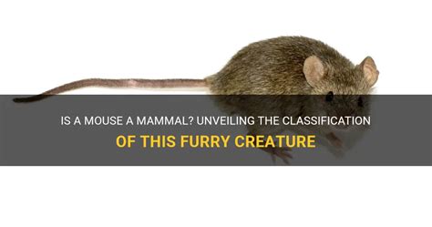Is A Mouse A Mammal Unveiling The Classification Of This Furry