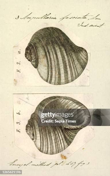 Operculum Gastropod Photos And Premium High Res Pictures Getty Images