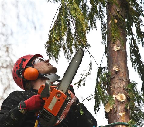 Tree Service Near Me Tree Removal Guys