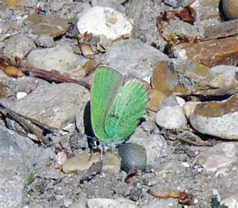 Wild And Wonderful My Photos Of Largely Uk Butterfly Species