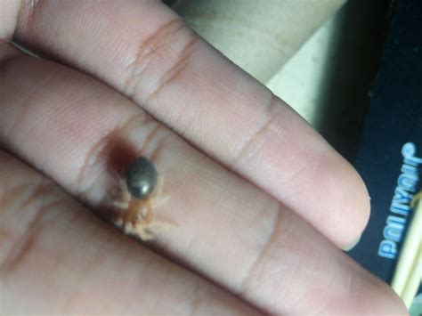 Can I Feed T Sling This Small With Freshly Killed Roach Rspiders