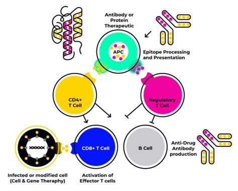 Immunogenicity Immunotoxicity Biomex