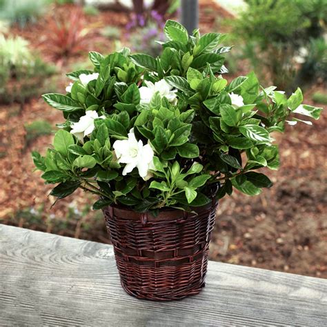 Flowers Gardenia