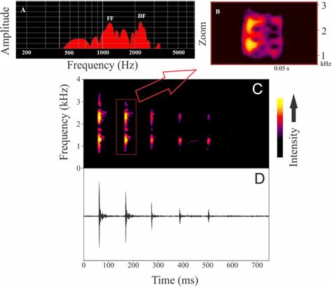 Advertisement Call Of Itapotihyla Langsdorffii From Ubatuba Power Download Scientific Diagram