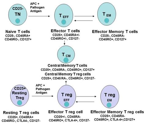 T Lymphocytes Function