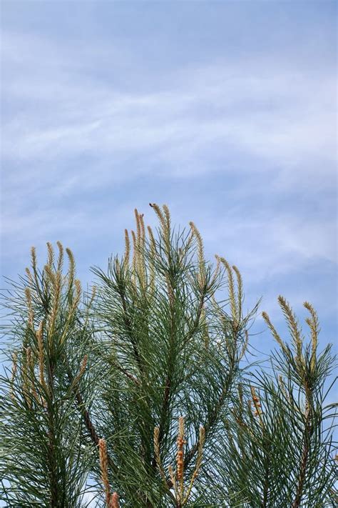 Maritime Pine Tree Needles Detail Stock Image Image Of Leaf Landscape 316402751