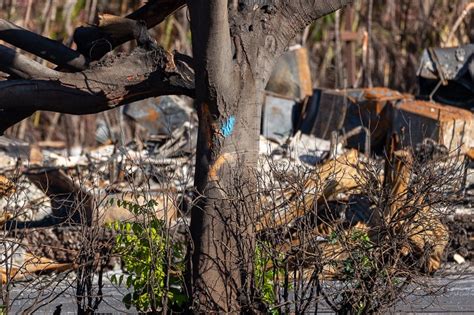 Hazard Tree Assessments A visual guide to the symbols on impacted trees Hoʻōla Maui
