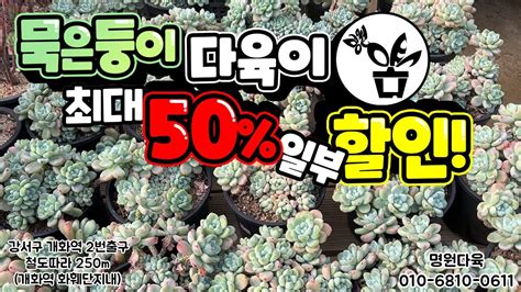 묵은둥이 고급 다육이 최대 50 일부품목 할인 다육 다육식물 다육이 Succulent 010 6810 0611
