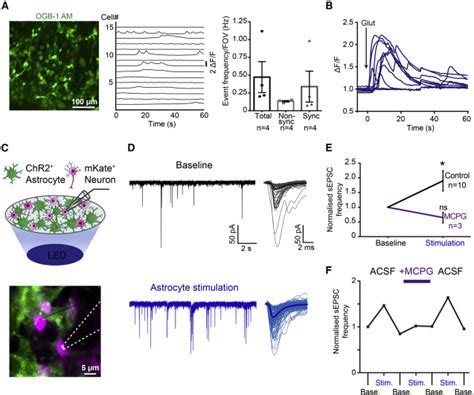 Pro Maturational Effects Of Human Ipsc Derived Cortical Astrocytes Upon