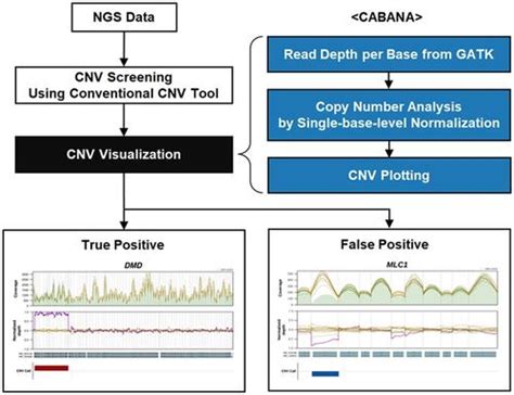 Copy Number Analysis By Base Level Normalization An Intuitive Visualization Tool For Evaluating