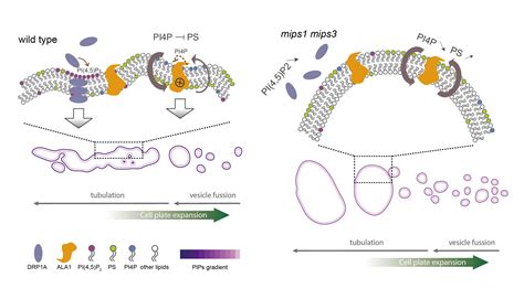 傅向东、鲁非研究组联合中国农业大学团队完成中国春小麦基因组近完整组装中国科学院遗传与发育生物学研究所