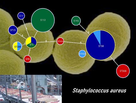 Staphylococcus Aureus Morphology Visualised Using Gram 6 Gram Stain