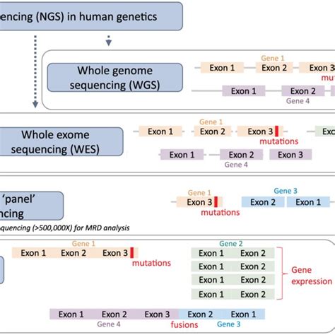 Next Generation Sequencing Applications In Human Genetics Different Download Scientific