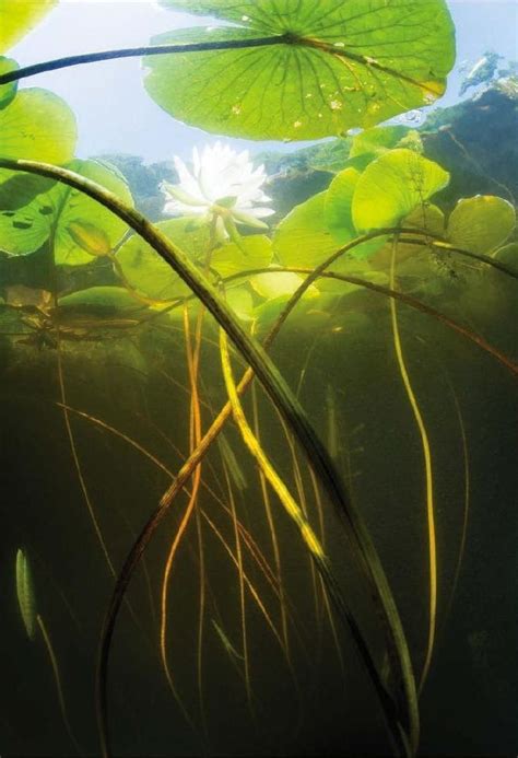 Radiant Lily Pad Art Print Gug Underwater