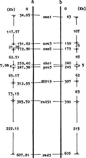 Genetic Map Vs Physical Map