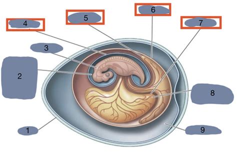 Biol 128 Amniotes Flashcards Quizlet