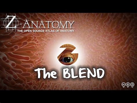 The Blend Readme Md At Master Z Anatomy The Blend GitHub