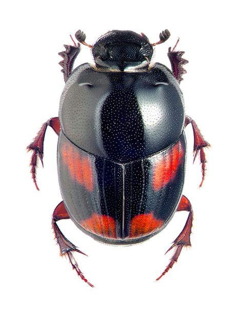 Caccobius Schreberi Beetle Insect Bugs And Insects Insect Collection