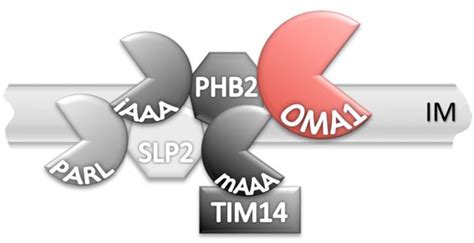 Oma1—an Integral Membrane Protease Pmc