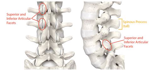 Vertebral Column And Ribs 6 4 The Vertebral Column Medicine