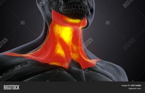 ภาพและภาพถ่าย ทดลองใช้ฟรี Bigstock