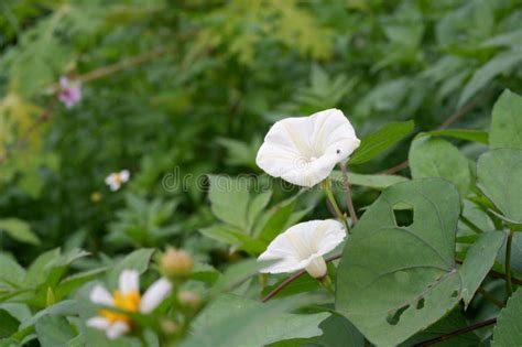 A Close Up Of Several Calystegia Sepium Flowers In The Medow Stock Image Image Of Fresh