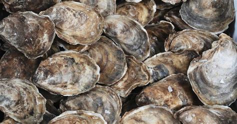 Dermo Disease Confirmed In Quebec Pei Oysters Politics