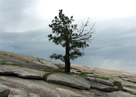 Free Photo A Single Tree Growing On A Rock Face Clouds Landscapes Mountains Free Download