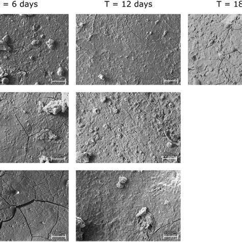 Morphological Surface Representation Of Biodegradable Packaging Made Of