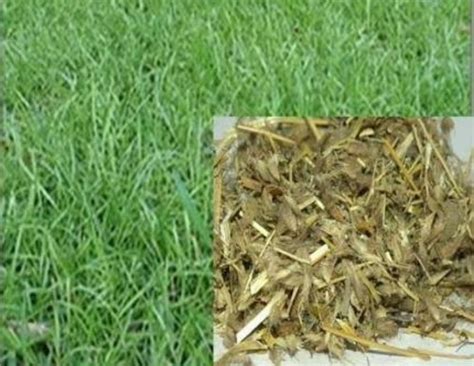 Stylo Hamata Grass Seeds Pack Size 50kg At Rs 100kilogram In Harihar