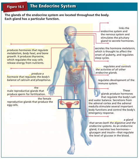 Endocrine System Diagram Quizlet
