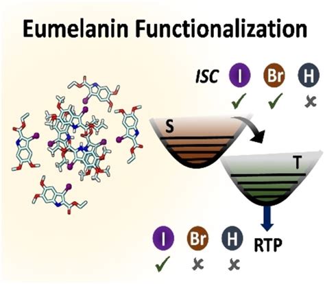 Room Temperature Phosphorescence In Crystalline Iodinated Eumelanin