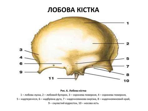 Скелет черепа презентация онлайн