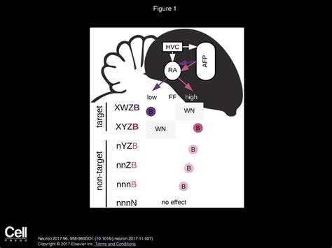 Madza Farias Virgens Stephanie A White Neuron Ppt Download
