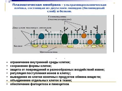 Презентация "Клетка"