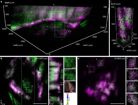 Figure 1 From A Large Field Of View Two And Three Photon Microscope For High Resolution Deep 1