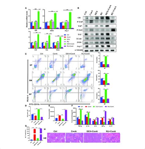 Glucocorticoids Relieves Liver Damage By Regulating Hippo Pathway To